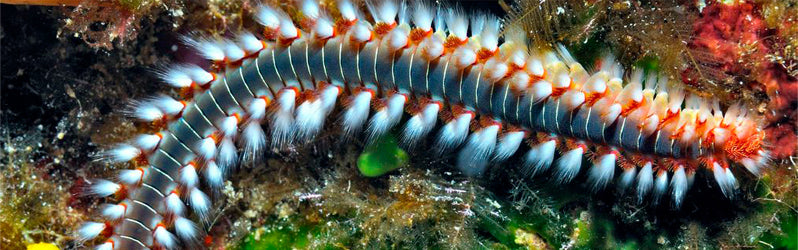 What is a Fireworm | Divewise Malta – DiveWise